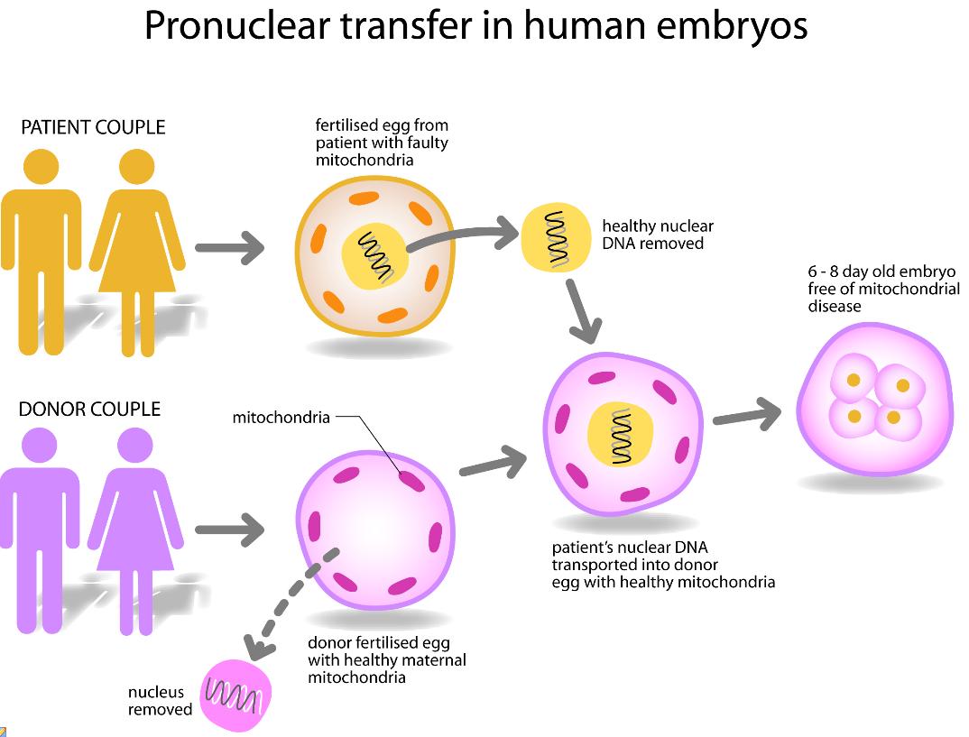 mitochondrial DNA diseases - meddic mitochondrial DNA diseases - meddic