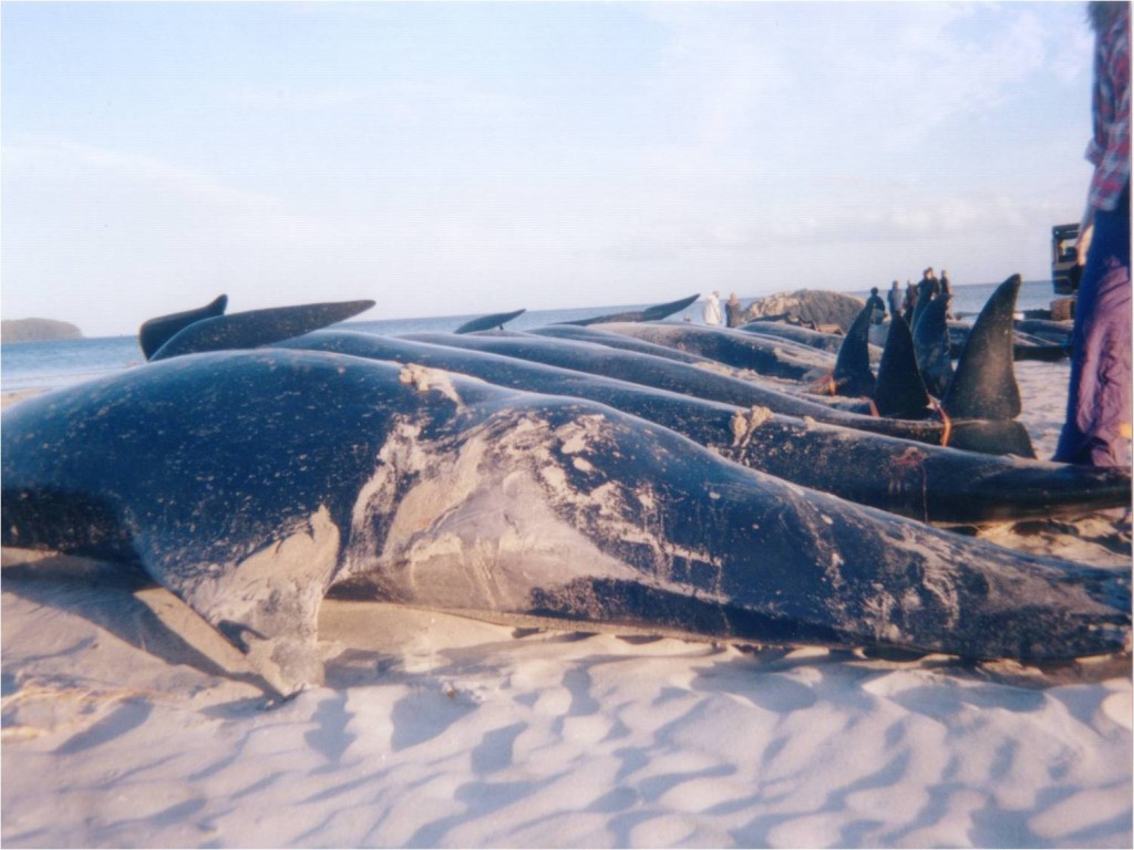 Whale strandings - what science can tell us - Science Media Centre