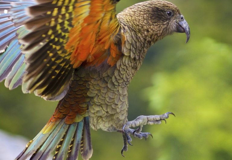 Kea check out objects to solve tricky tasks - In the News - Science ...