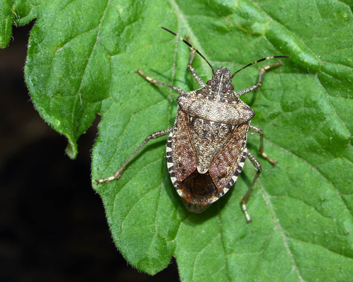 Brown Marmorated Stink Bugs Found In Oamaru Expert Reaction Science