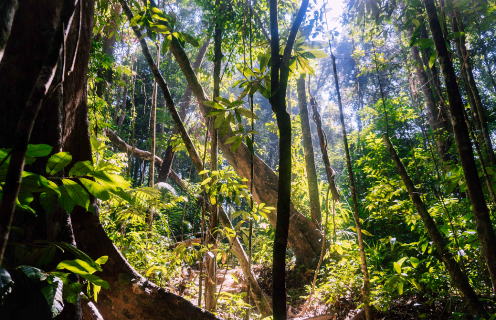 Blueprint to save nature by 2050 - Expert Reaction - Science Media Centre