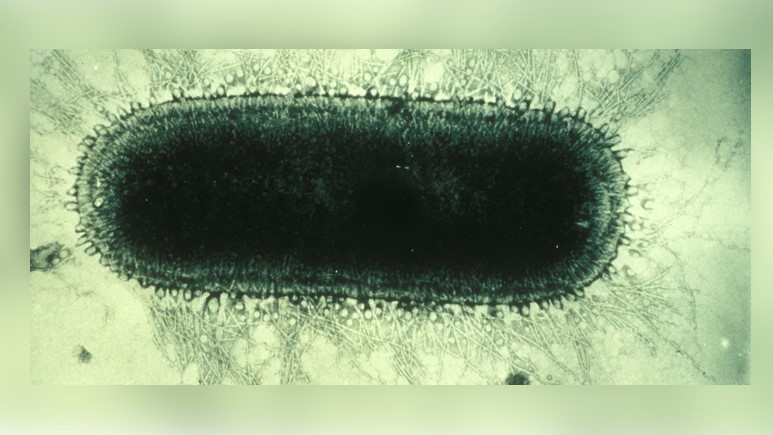 New Zealand's first recorded case of rabies - Expert Reaction - Science ...