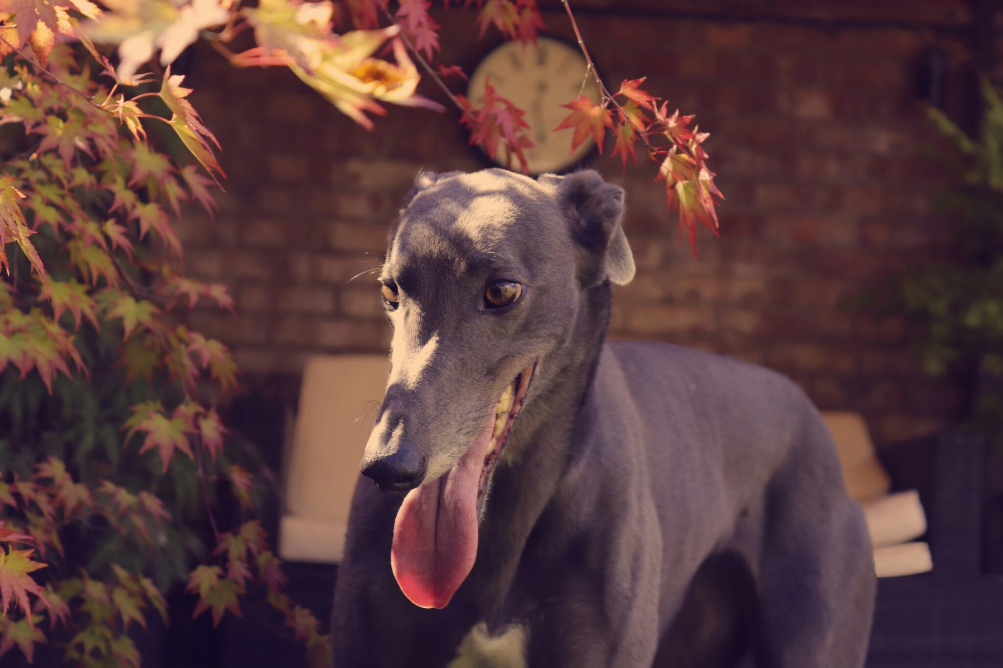What to know before becoming a new greyhound owner - Expert Q&A ...